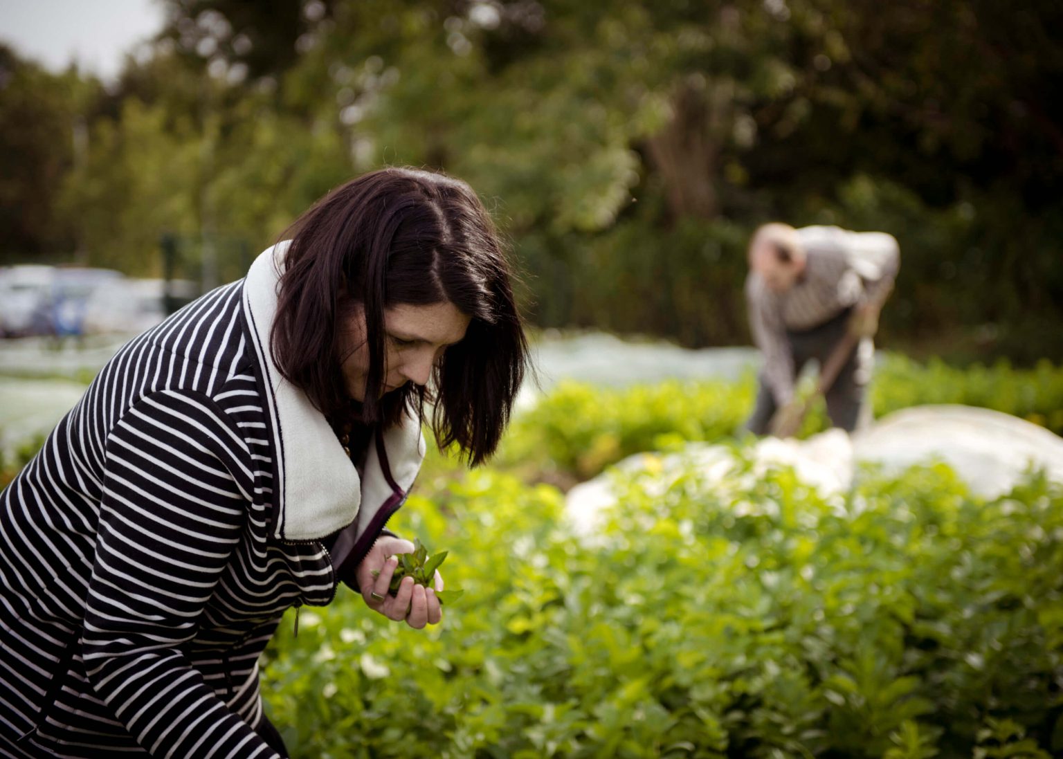 LEAF Programme - Library LEAF